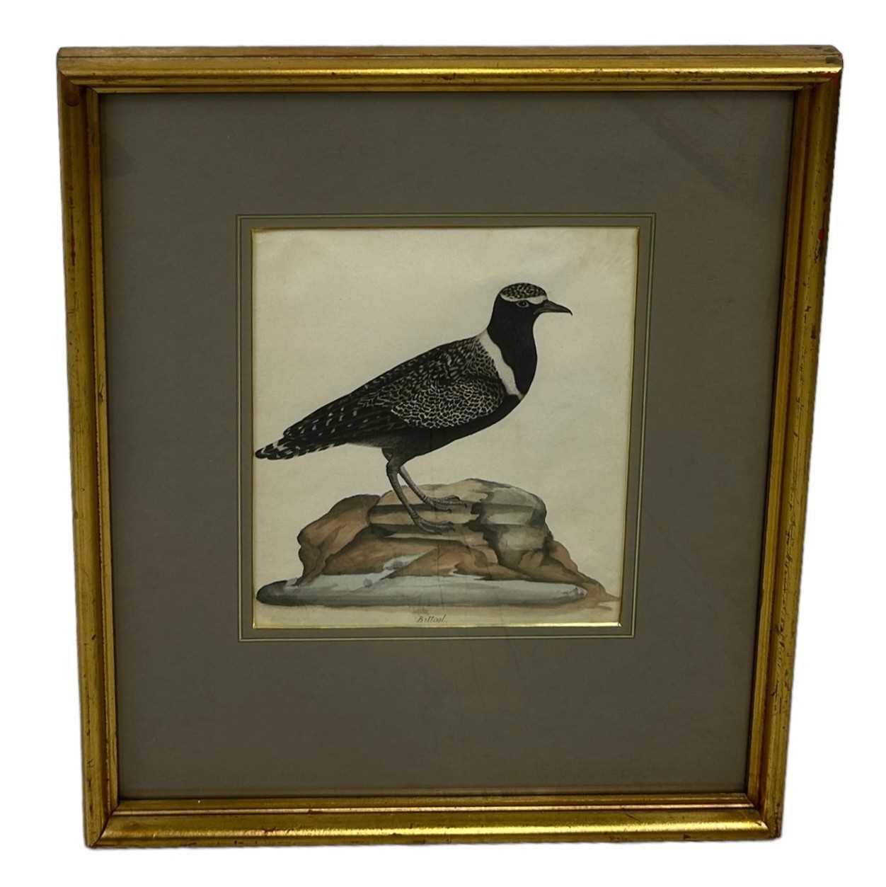 Lot 437 - CIRCLE OF JOHN GOULD: A DRAWING AND
