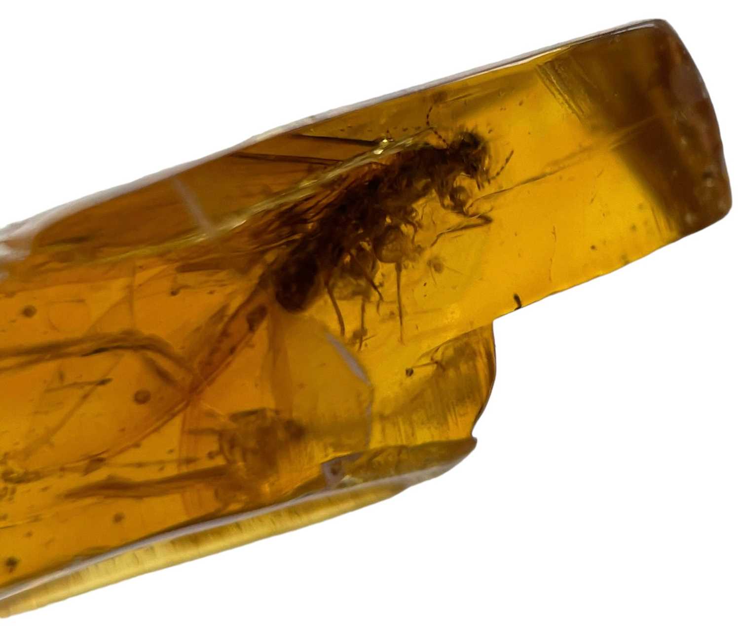 Lot 558 - AN UNKNOWN INSECT FOSSIL IN DINOSAUR AGED