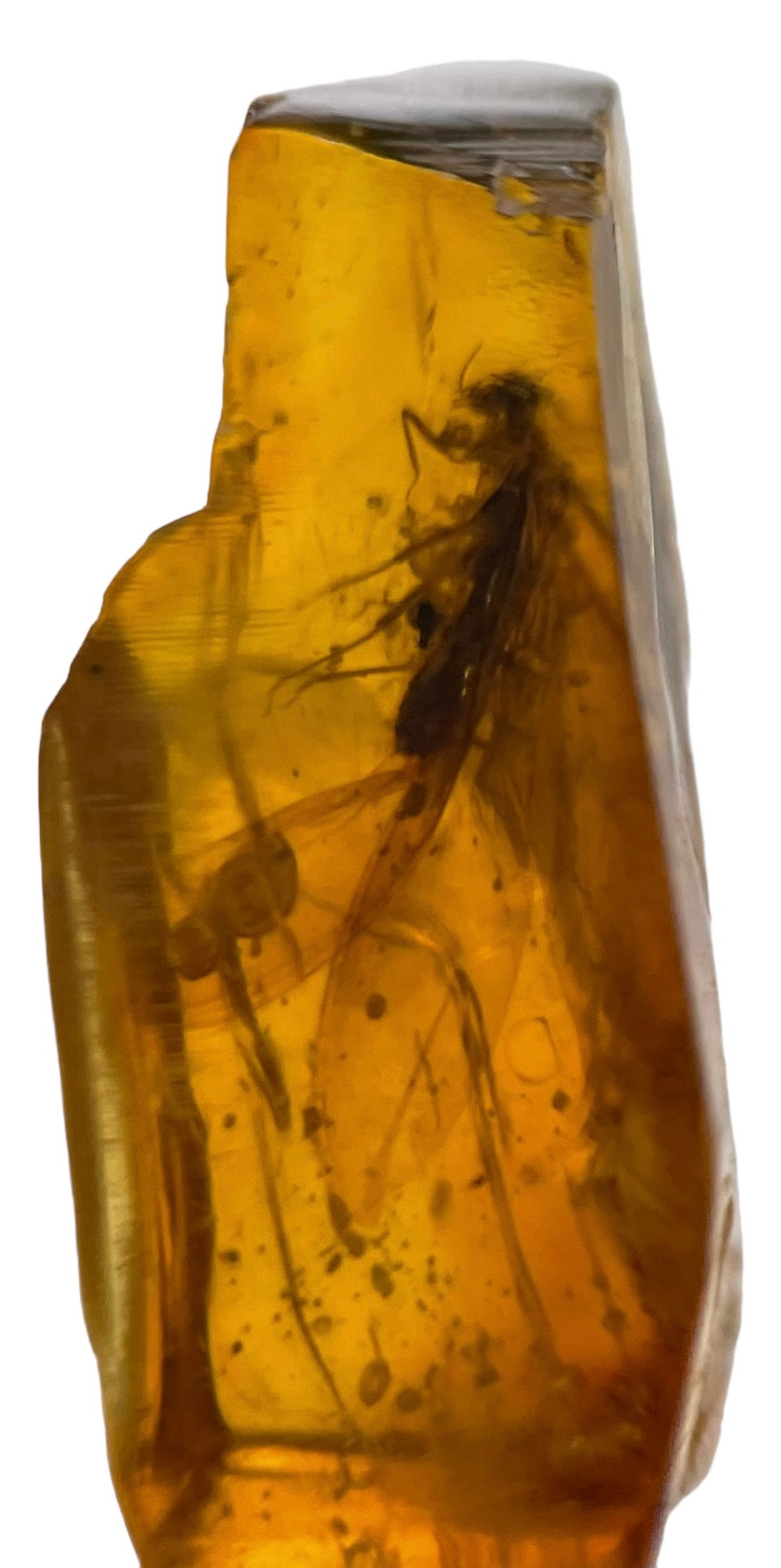 Lot 558 - AN UNKNOWN INSECT FOSSIL IN DINOSAUR AGED