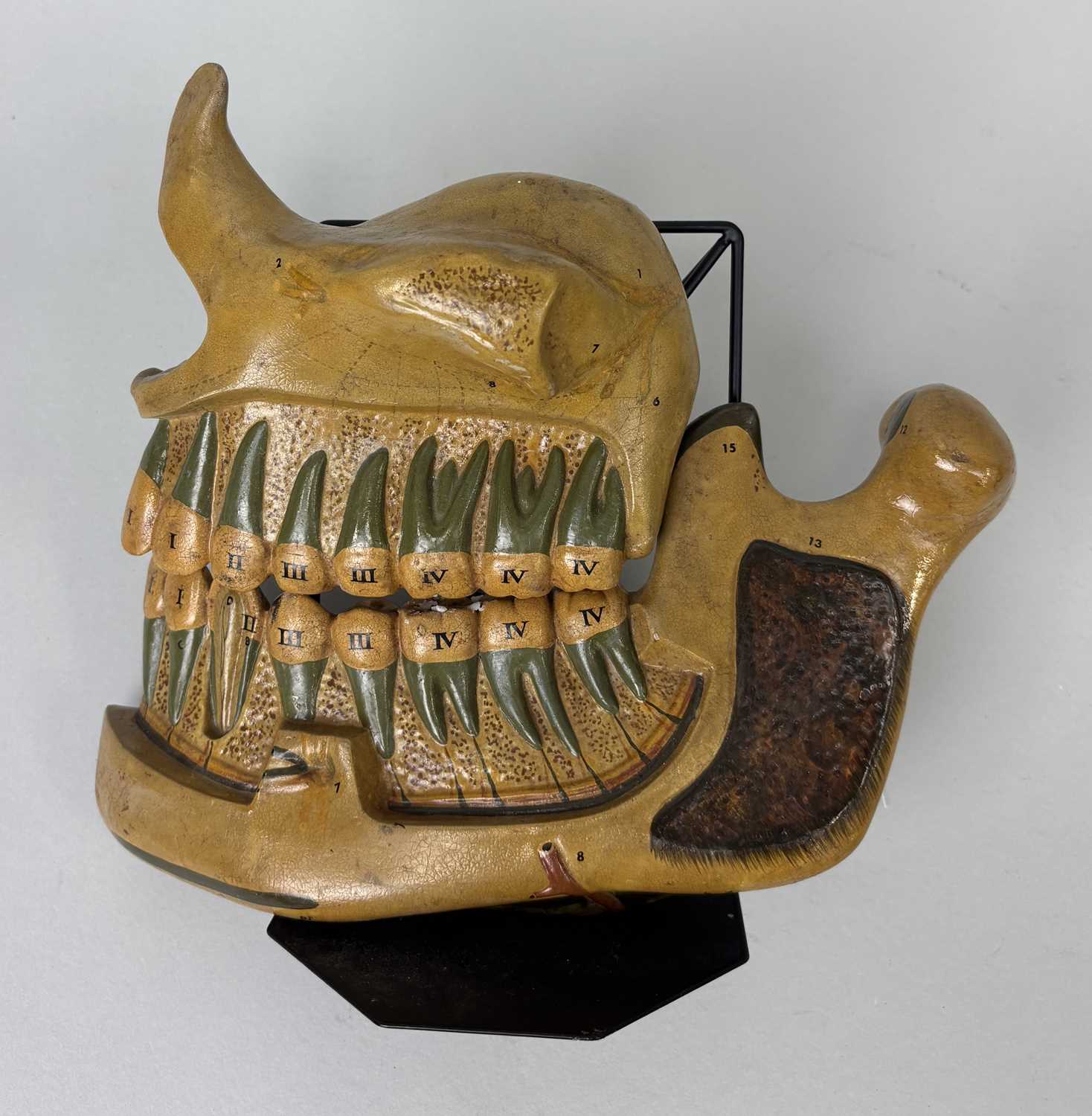 Lot 496 - A ANATOMICAL MODEL OF A JAW AND TEETTH