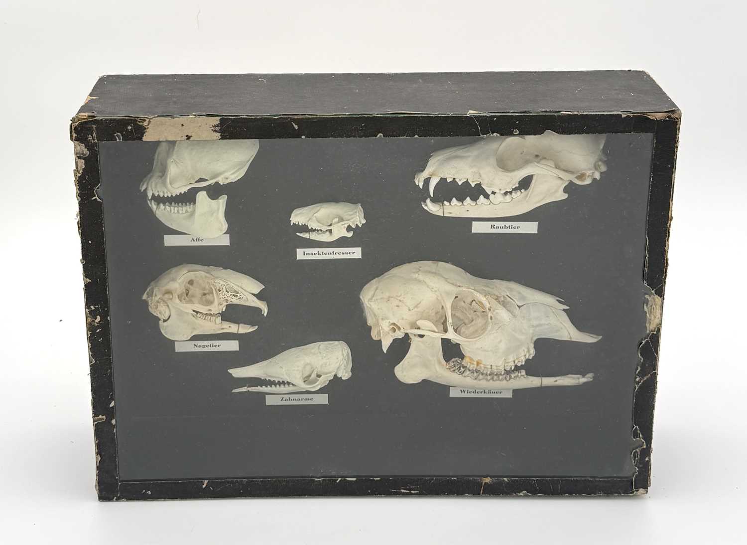 Lot 751 - AN ANTIQUE DISPLAY CASE OF ANIMAL SKULLS EX