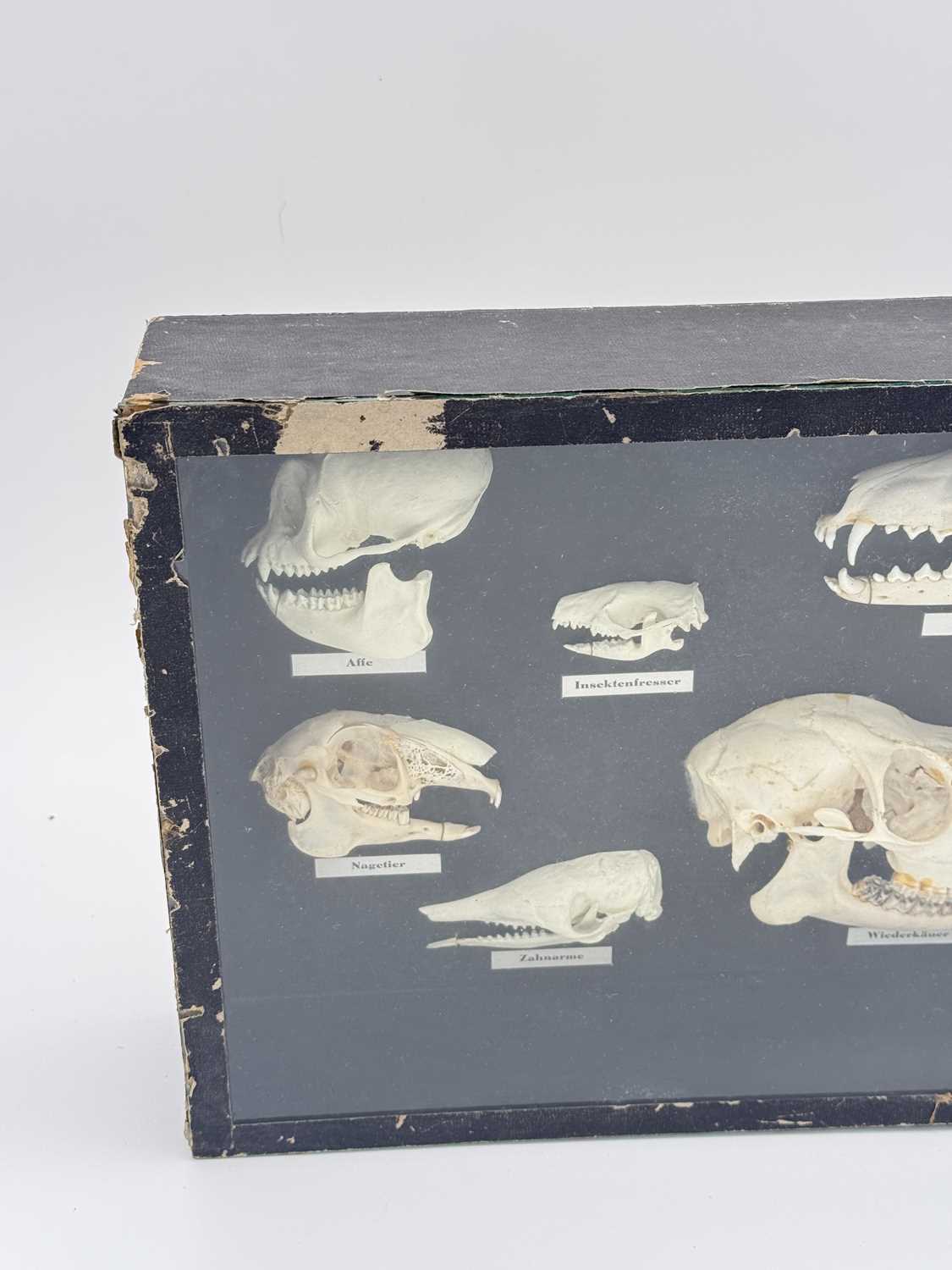 Lot 751 - AN ANTIQUE DISPLAY CASE OF ANIMAL SKULLS EX