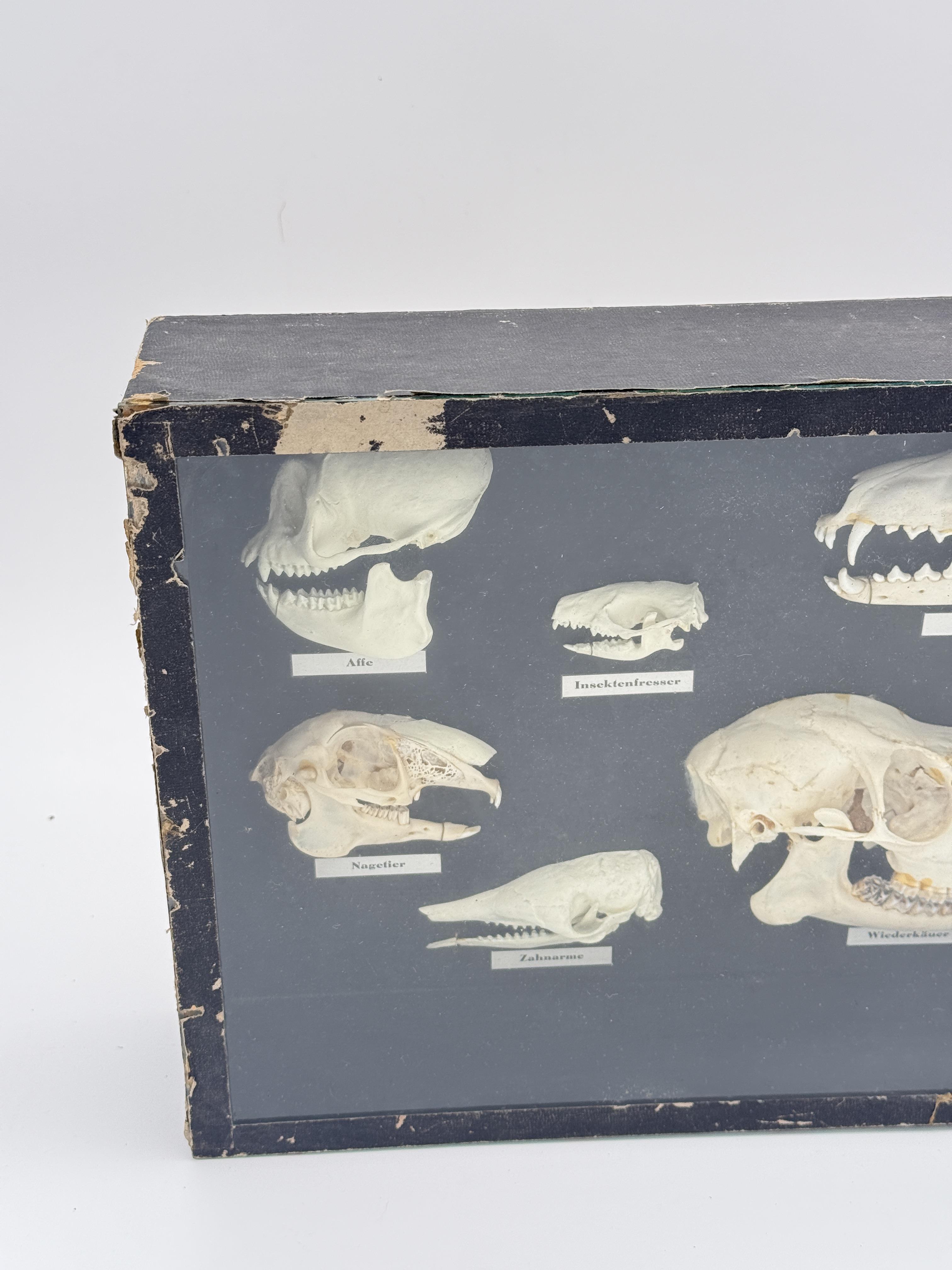 Lot 751 - AN ANTIQUE DISPLAY CASE OF ANIMAL SKULLS EX