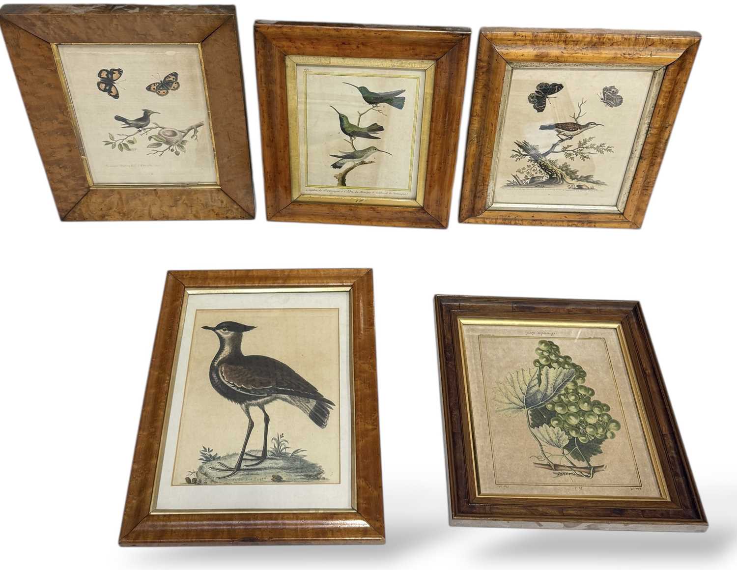 Lot 1004 - GEORGE EDWARDS (BRITISH, 1694-1773) AND
