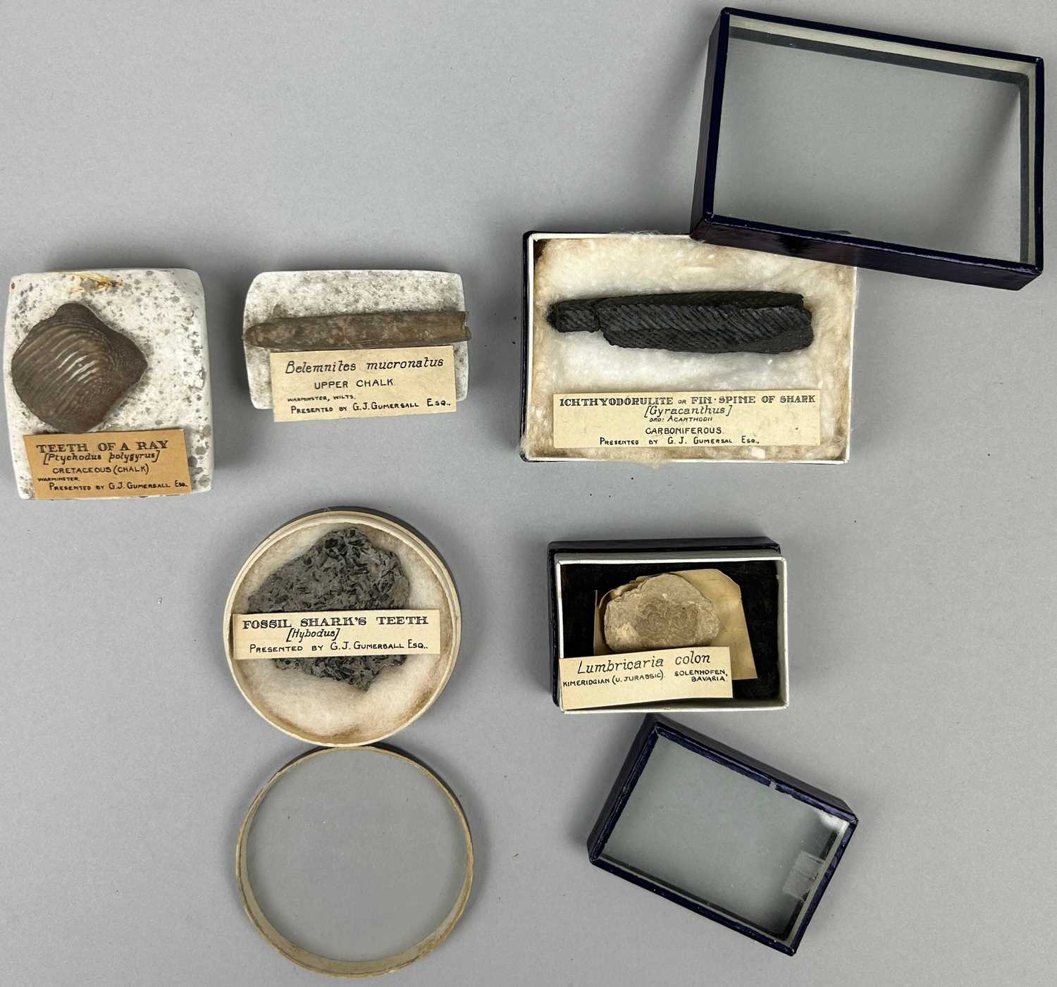 Lot 35 - A COLLECTION OF RARE FOSSILS PRESENTED BY G.J.