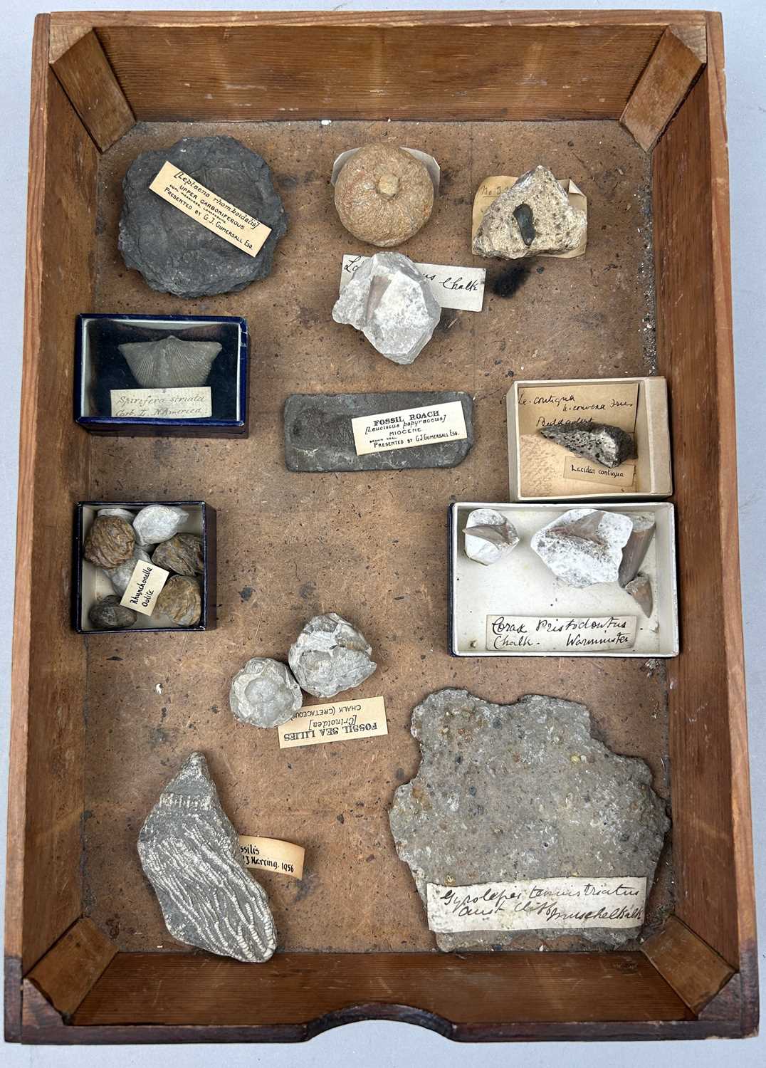 Lot 59 - A RARE COLLECTION OF FOSSILS EX MUSEUM, to